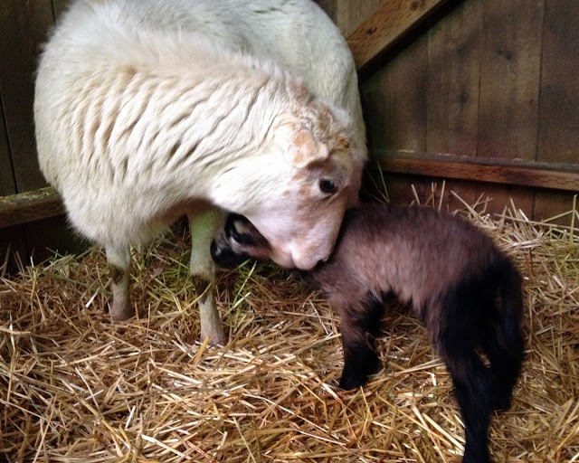 BCxFour: Birth of a Lamb