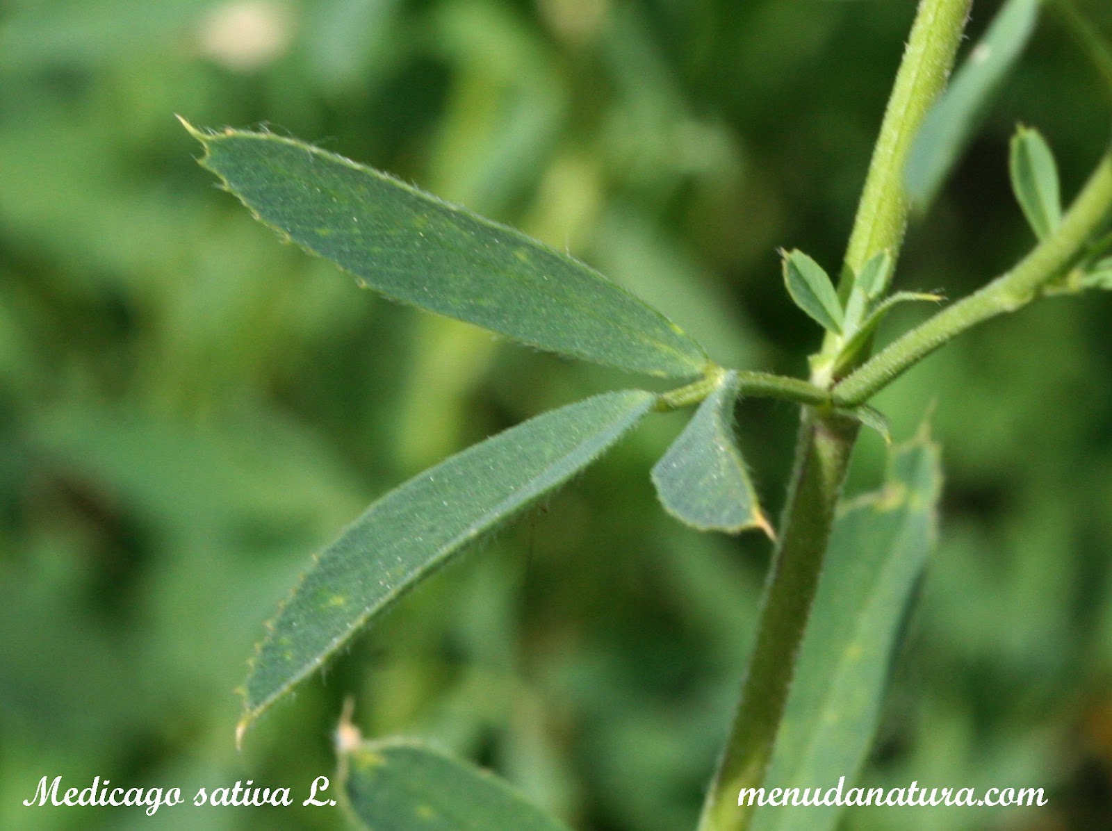 Menuda Natura: Medicago sativa L.