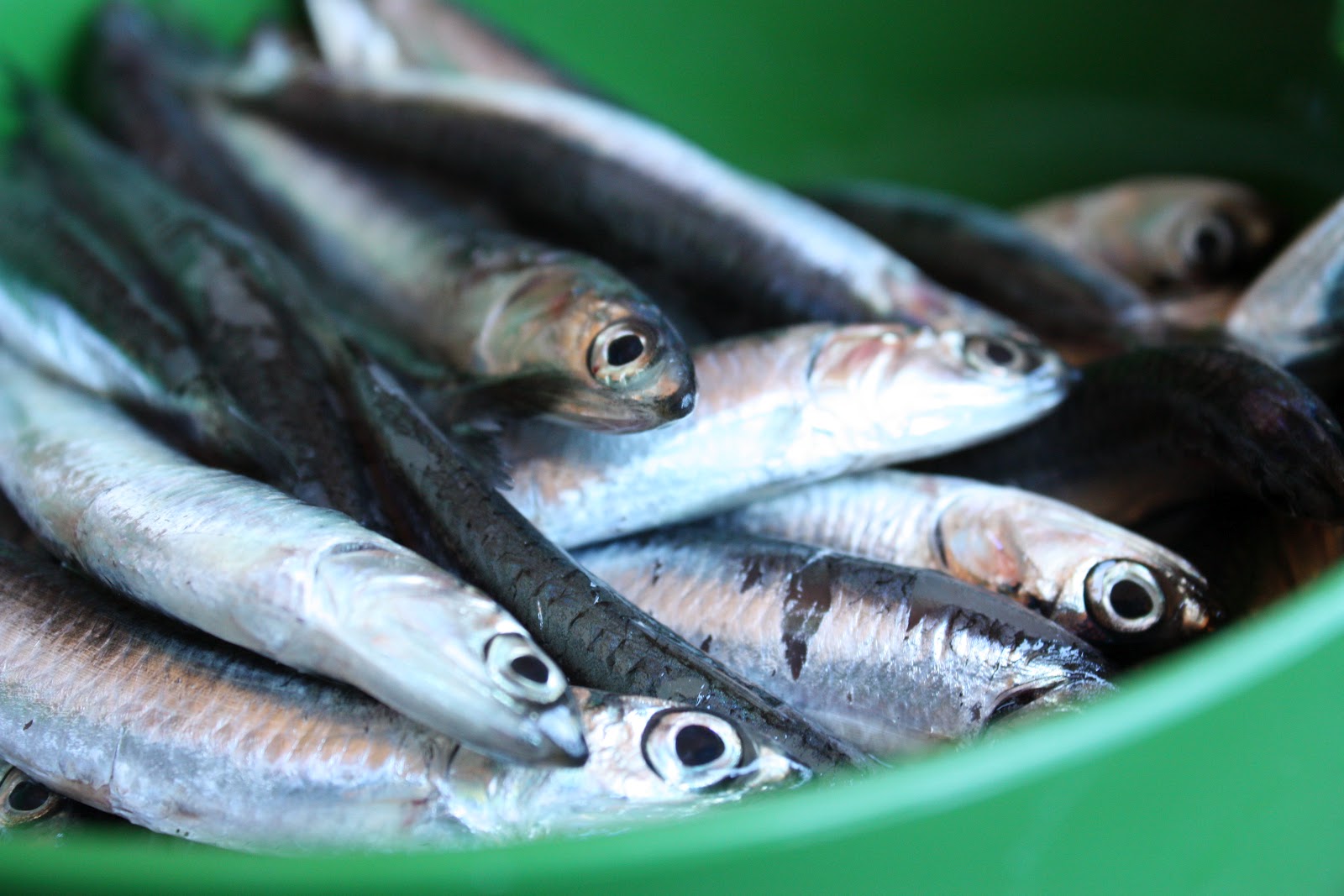 Cook Book Hook: Skuše i inćuni