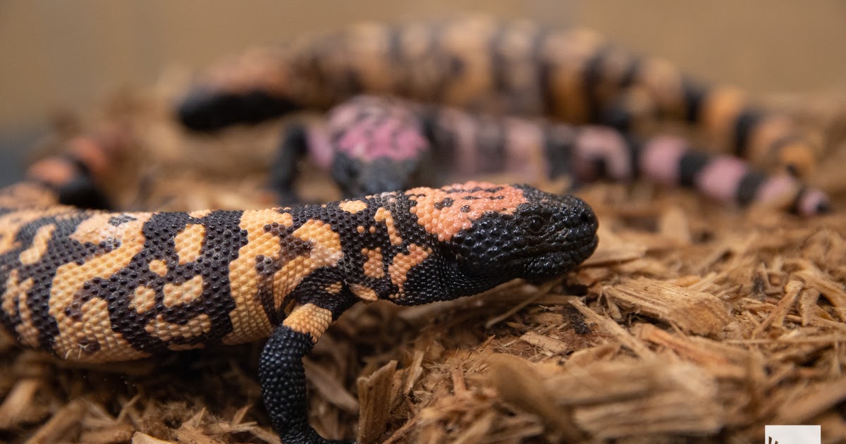 Snakes, spiders and reptiles find safe haven at Woodland Park Zoo