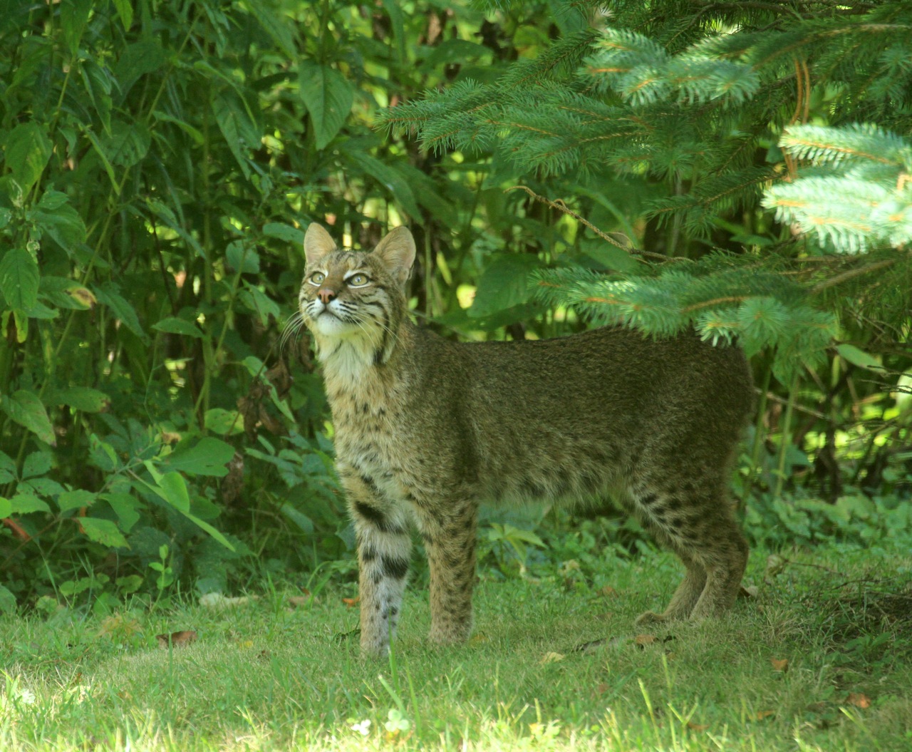 Julie Zickefoose on Blogspot: More Bobcat Beauty