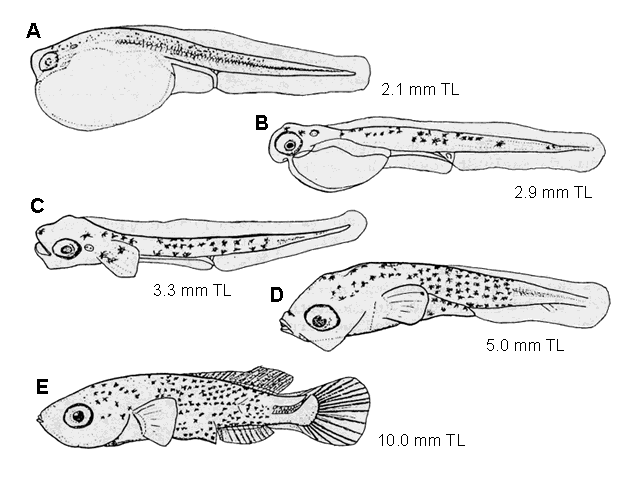 thotful teacher: Ocean Food chain