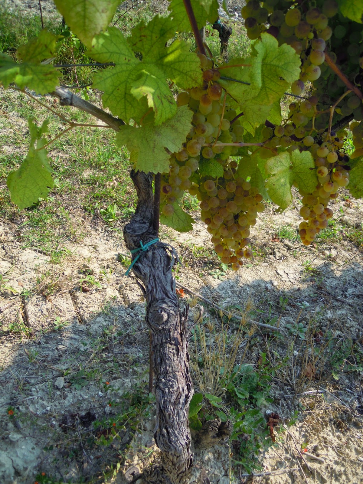 Vino Travels ~ An Italian Wine Blog: The minerality of Gavi with Coppo ...