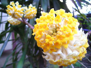 Four Seasons in Japan: Japanese washi paper