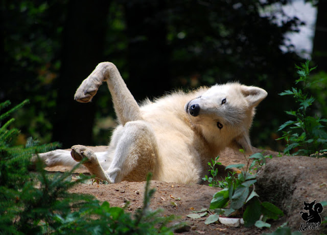 White Wolf : PHOTOS - Beautiful Wolf Pups : They Are The Future