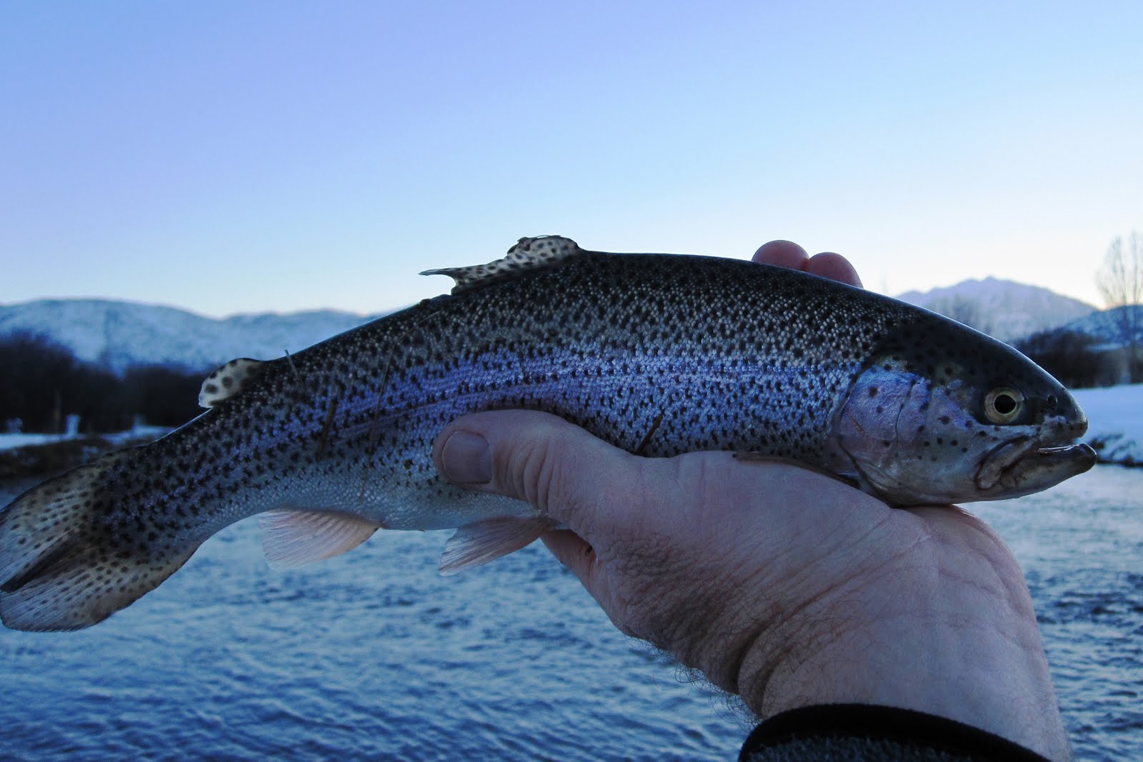 Feathers and Fur: Utah Trout Fishing