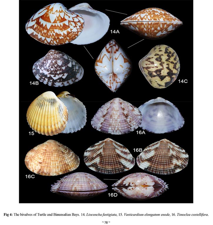 Save Turtle Bay Palawan: The 108 varieties of molluscs of Turtle Bay