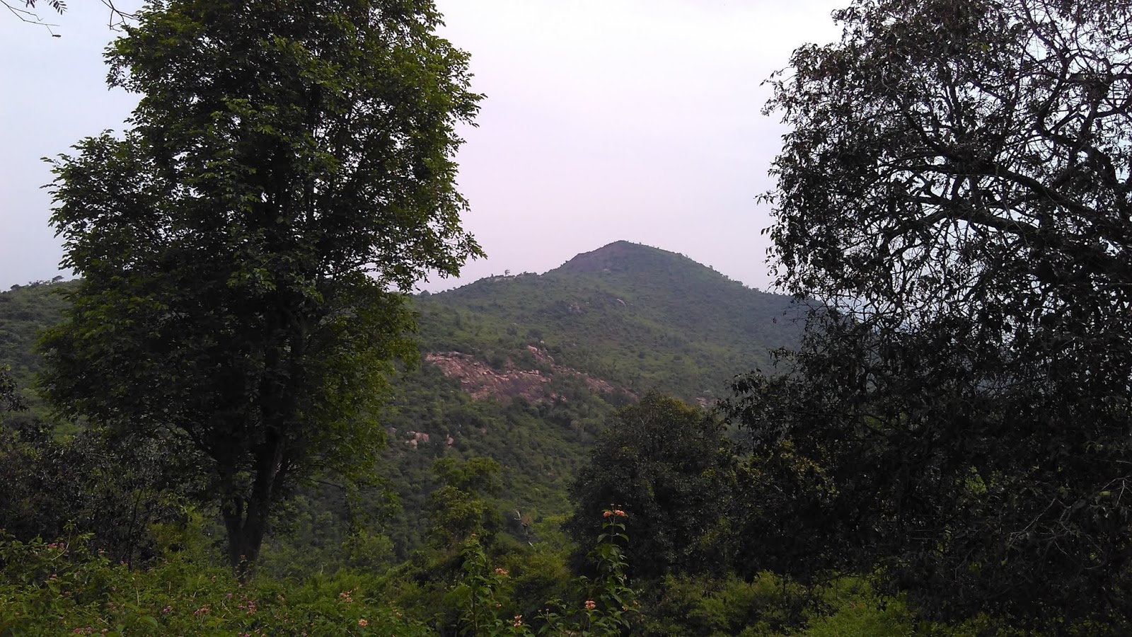 Male Mahadeshwara betta (MM.Hills)