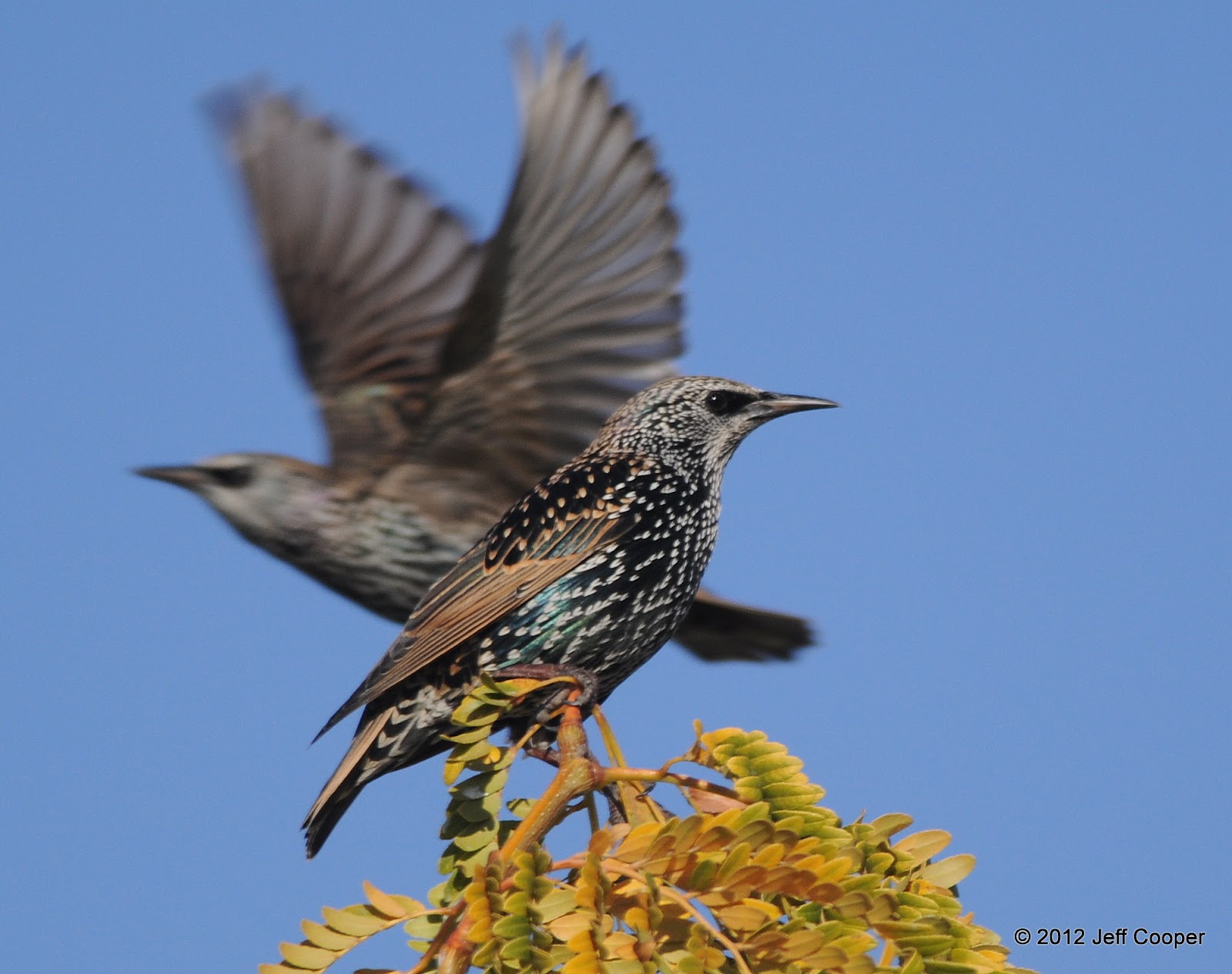 NeoVista Birds and Wildlife: Love The One Your With...Even if it is a ...