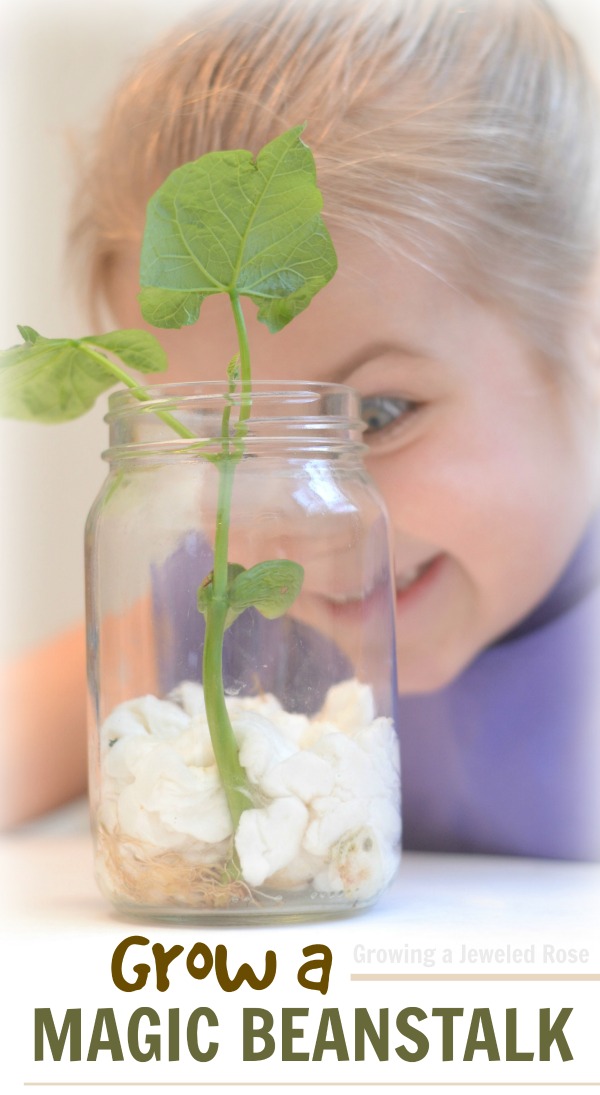 Grow a Magic Beanstalk | Growing A Jeweled Rose | Bloglovin’
