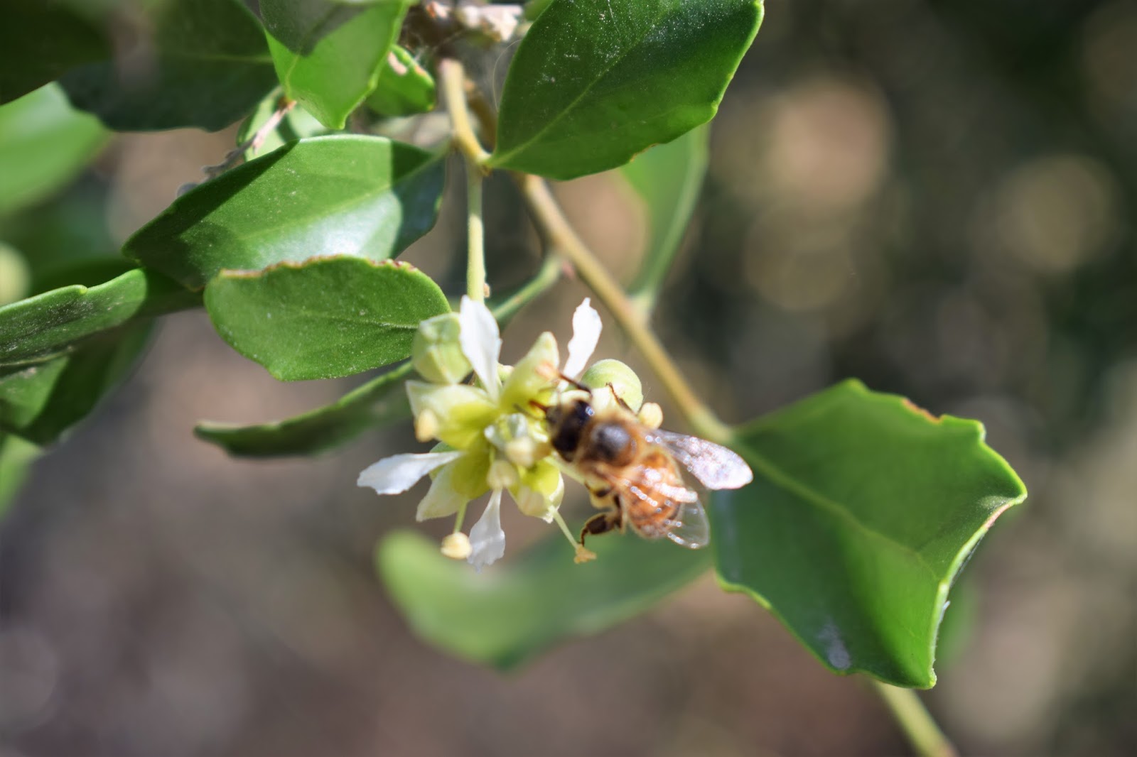 Fernando Ruz: Plantas nativas de Chile: Quillay, küllay, Quillaja saponaria