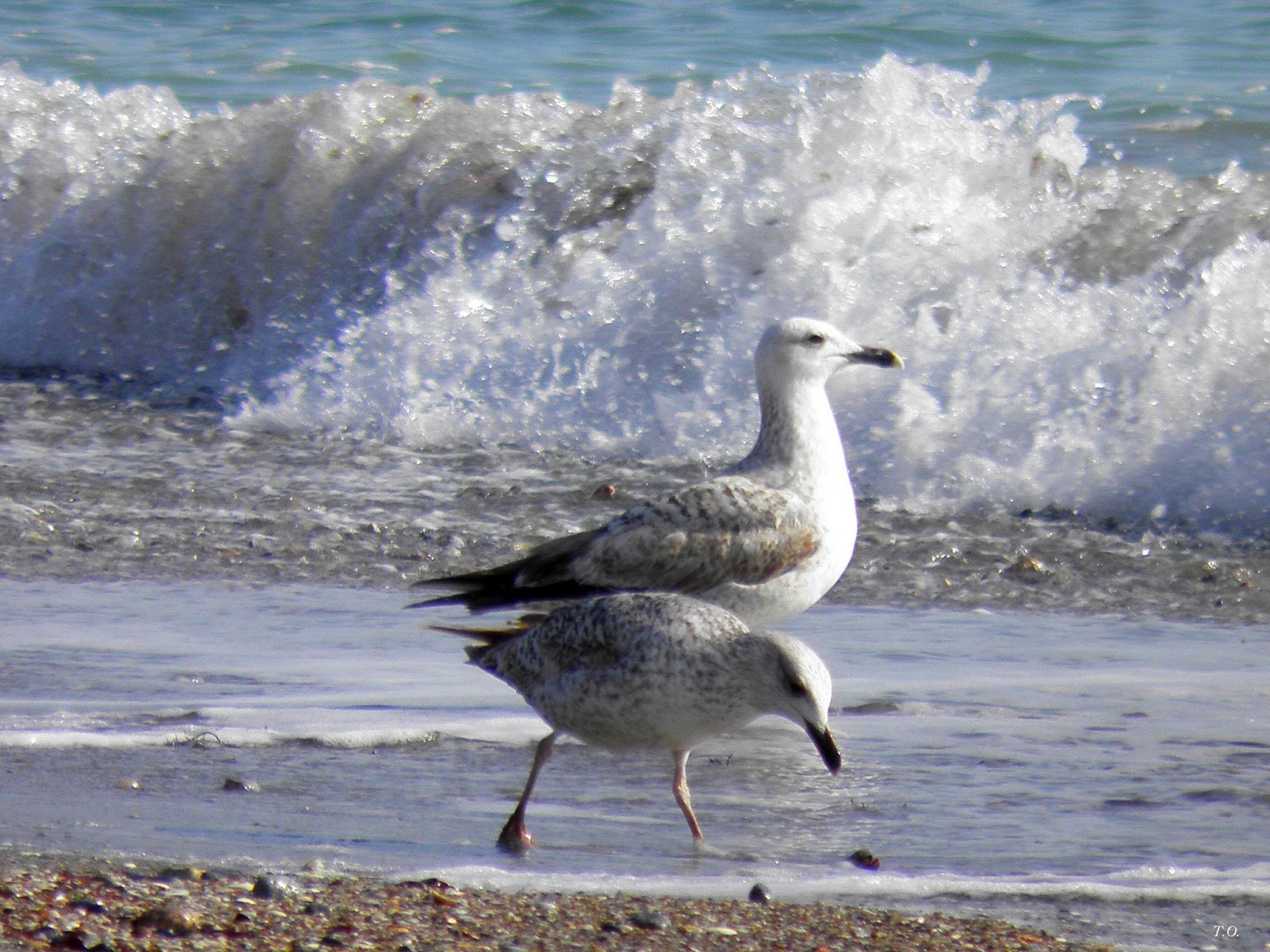PASARI DIN ROMANIA: PESCARUS PONTIC, Larus cachinnans