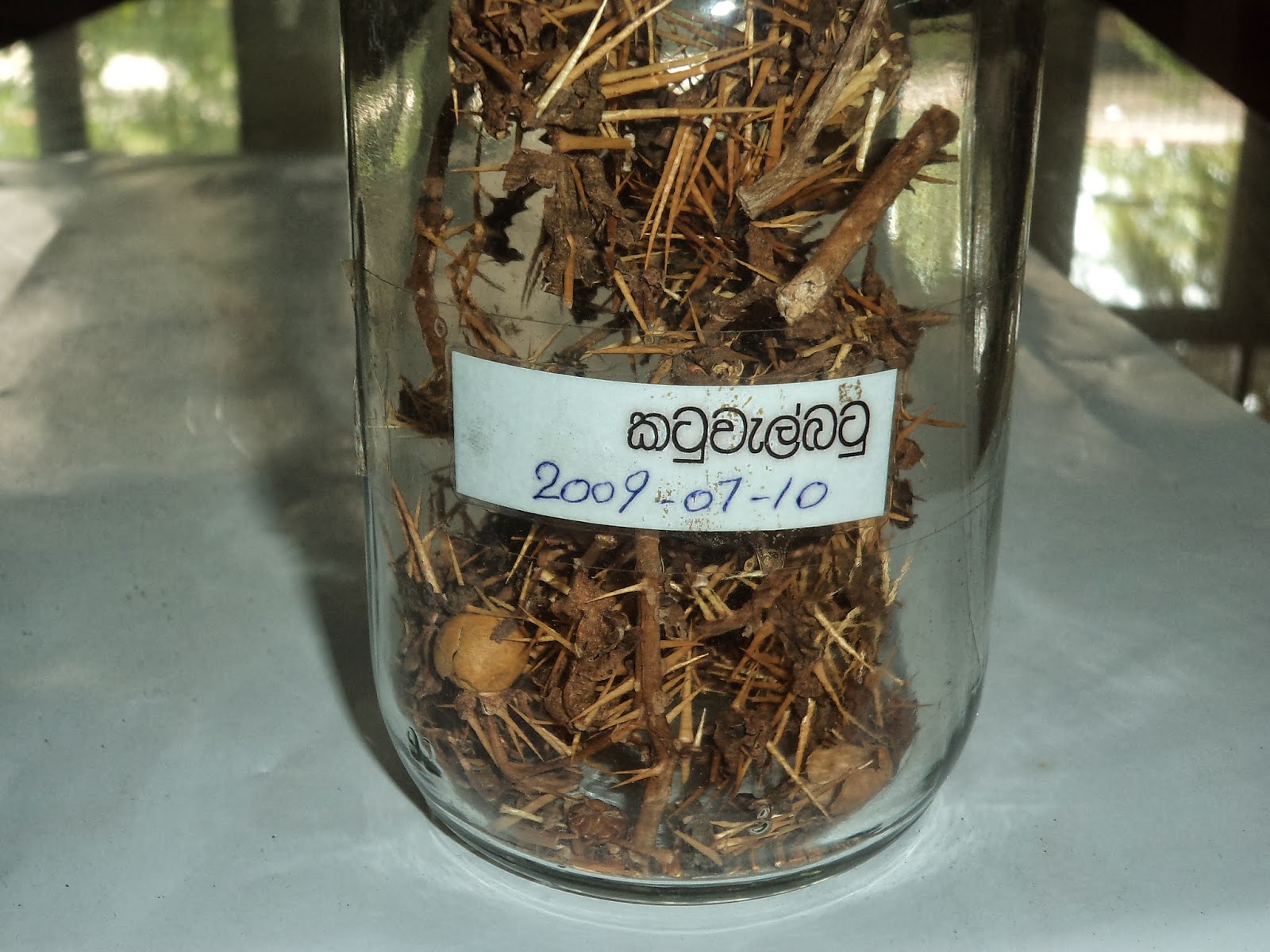 Solanum virginianum - Katuwalbatu - කටුවැල් බටු - Herbal Plants of Asia