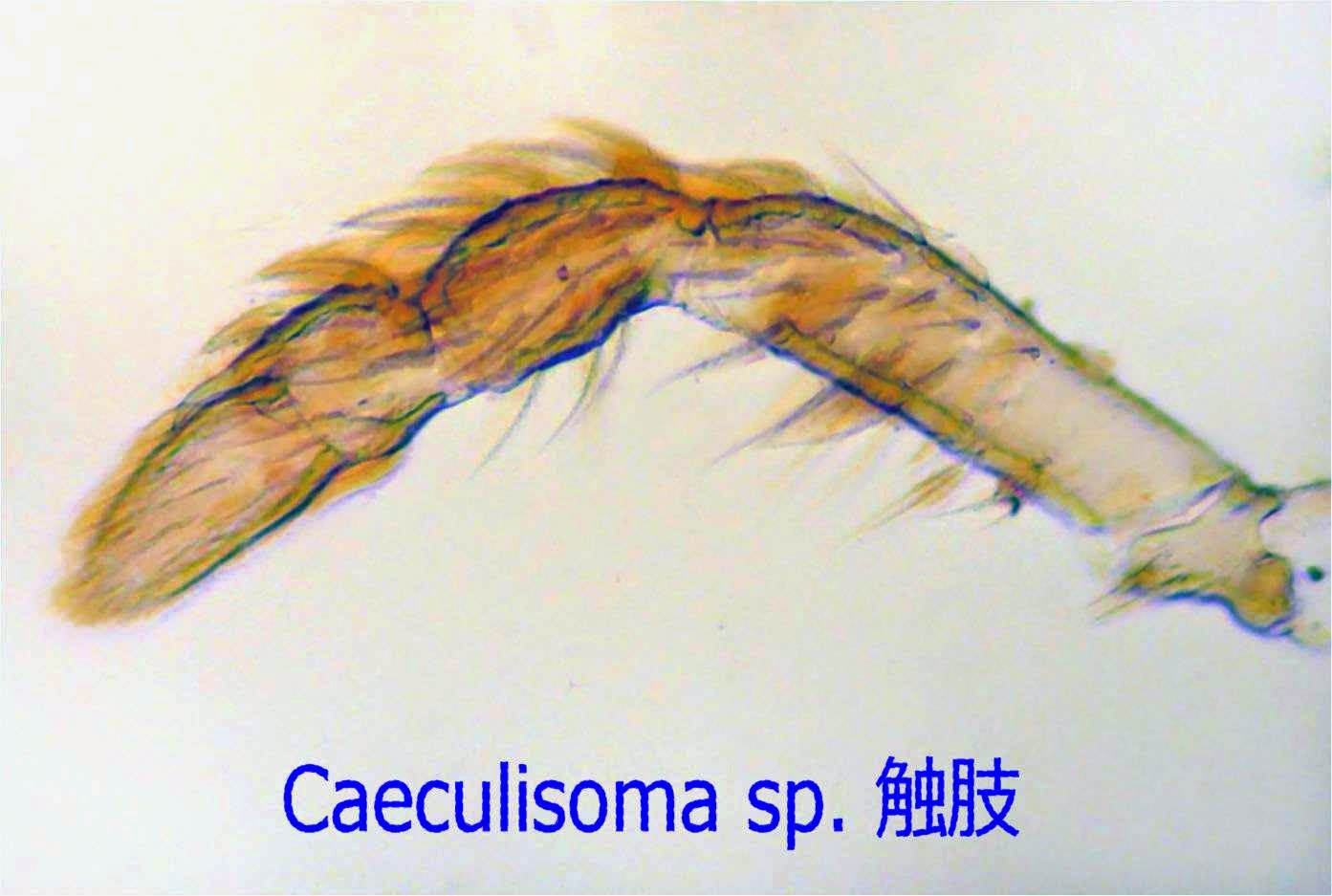 害虫屋の雑記帳: タカラダニこもごも