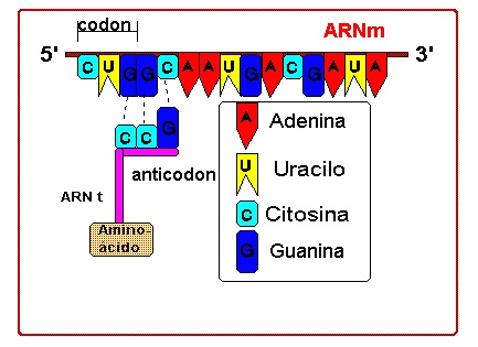 Ciencias Biológicas 4to año: Código Genético