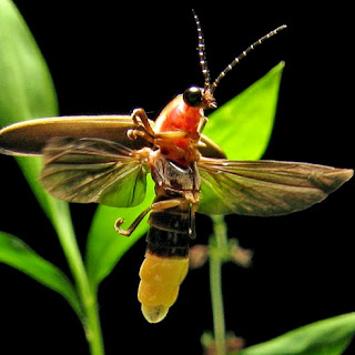 Gambar Kunang Kunang di Malam Hari | Kumpulan Gambar