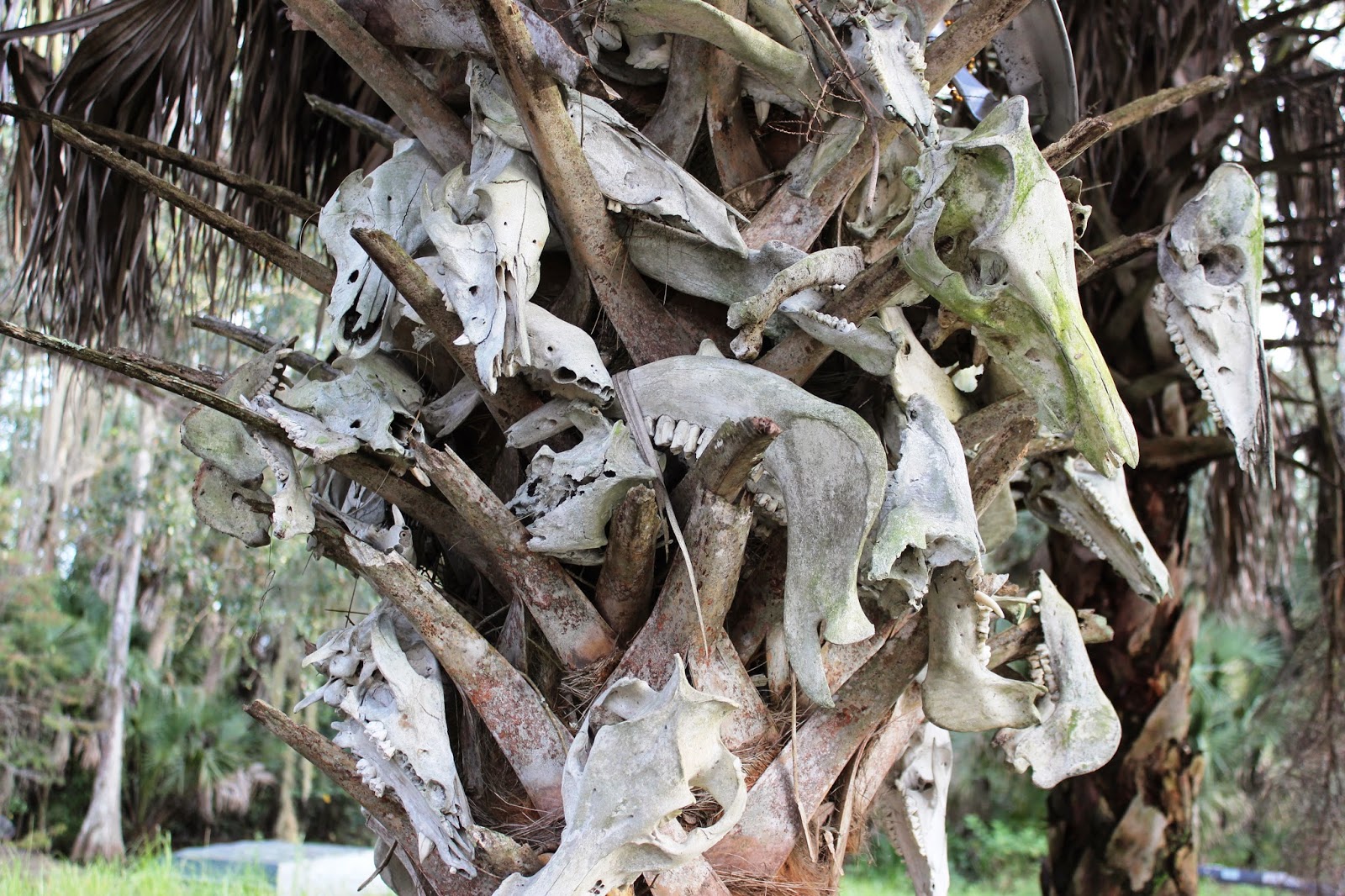 Take Another Road: Hunting and Fishing Babcock Ranch