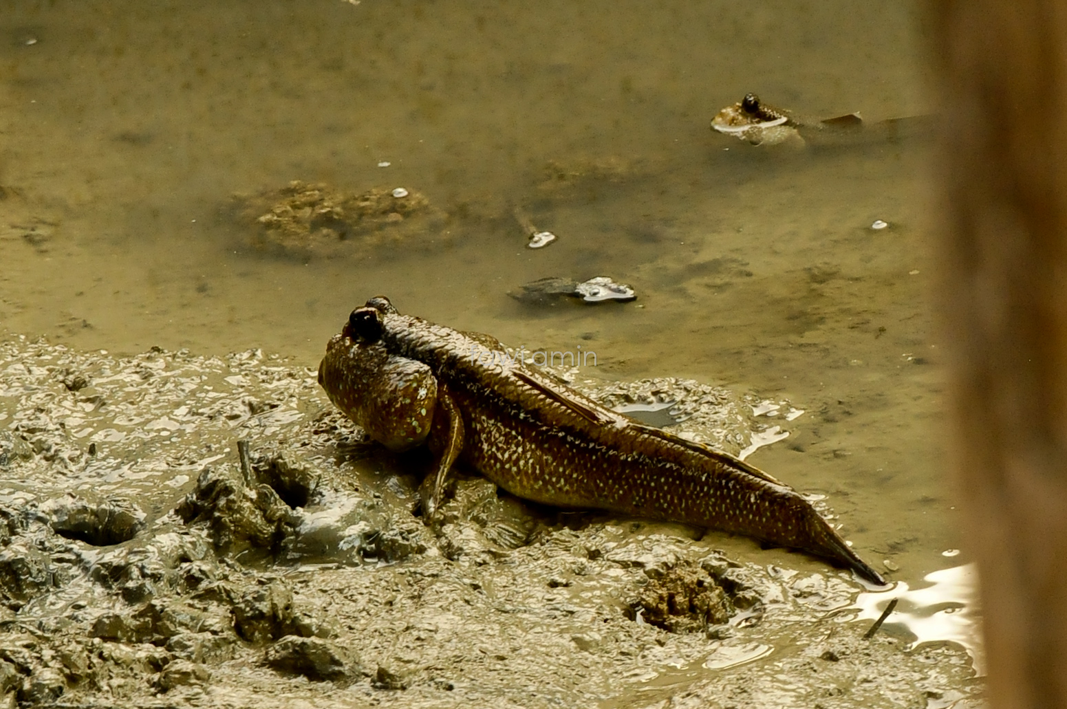 Project Based Learning - Kelestarian Paya Bakau: MENGHURAIKAN RANTAIAN ...