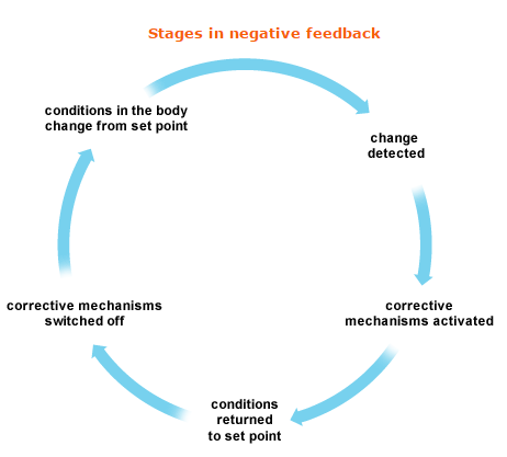 #108 Homeostasis in mammals | Biology Notes for A level