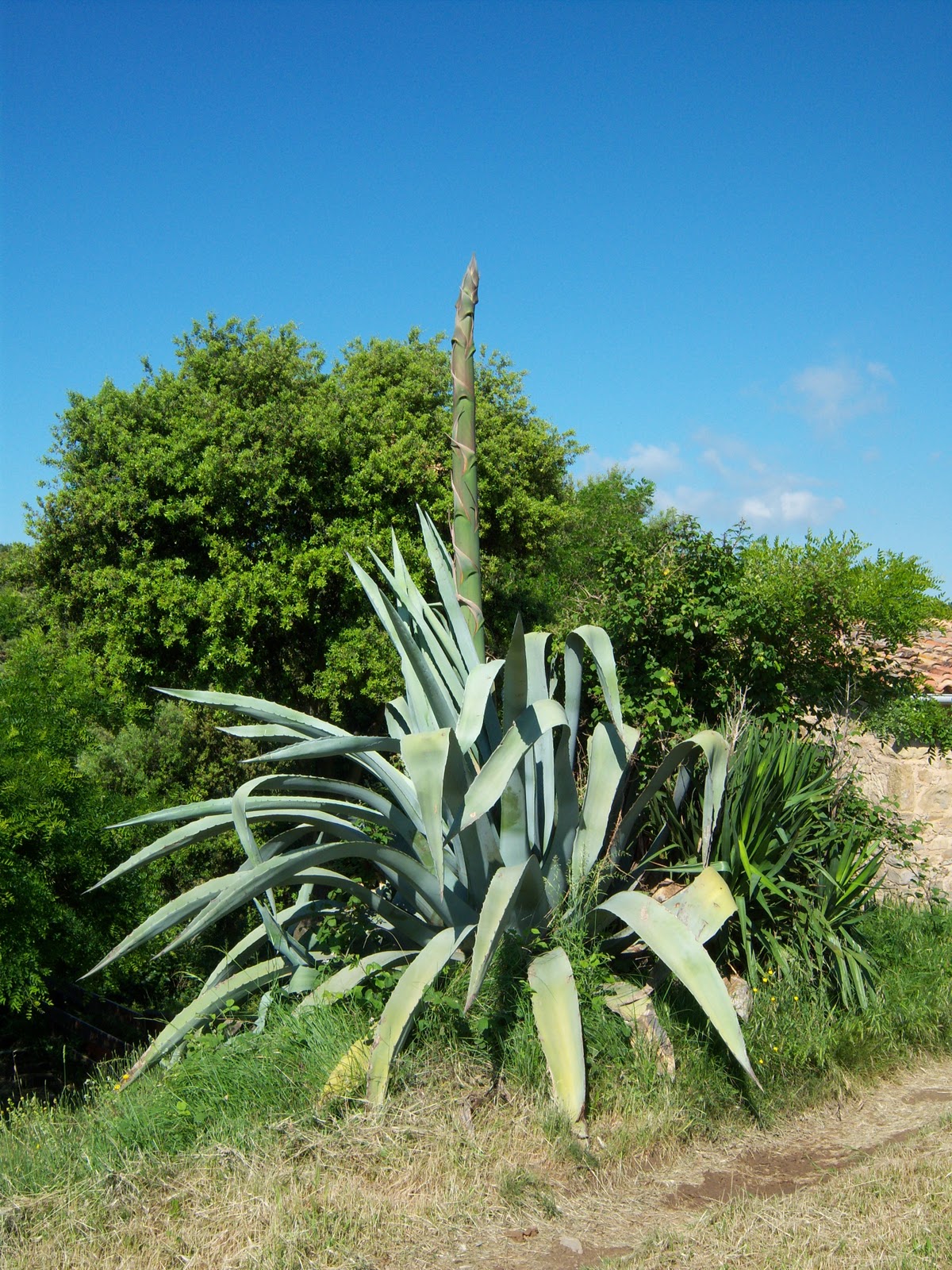 AGAVE AMERICANA - BOTÀNIC SERRAT