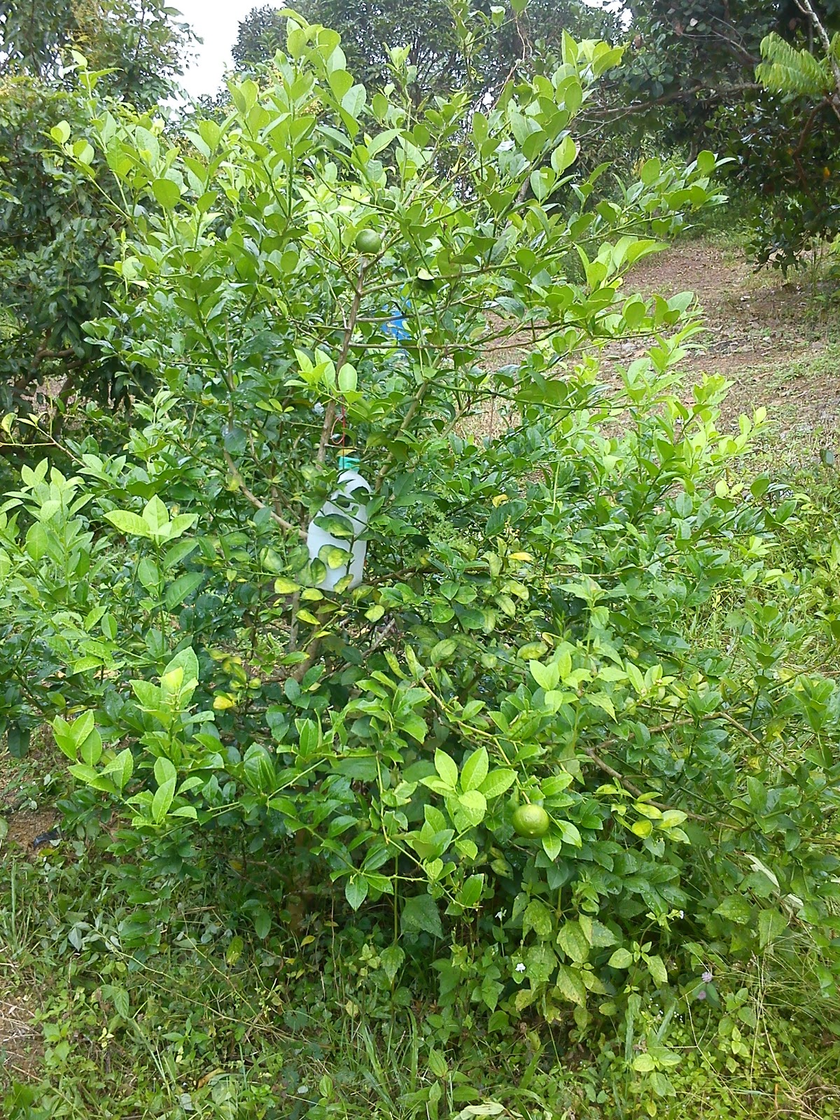 Hidup Yang KetentuanNYA: Pokok Limau Nipis (Citrus Aurantifolia)