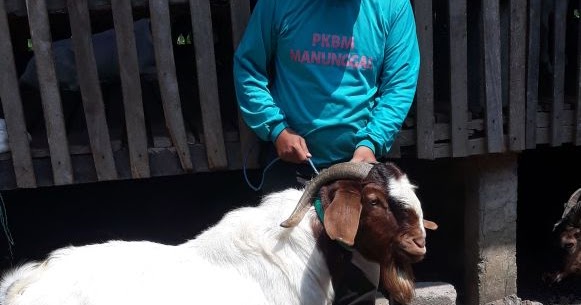 BOER BEJO UTOMO FARM MALANG FOKUS USAHA PETERNAKAN KAMBING BOER UKURAN ...