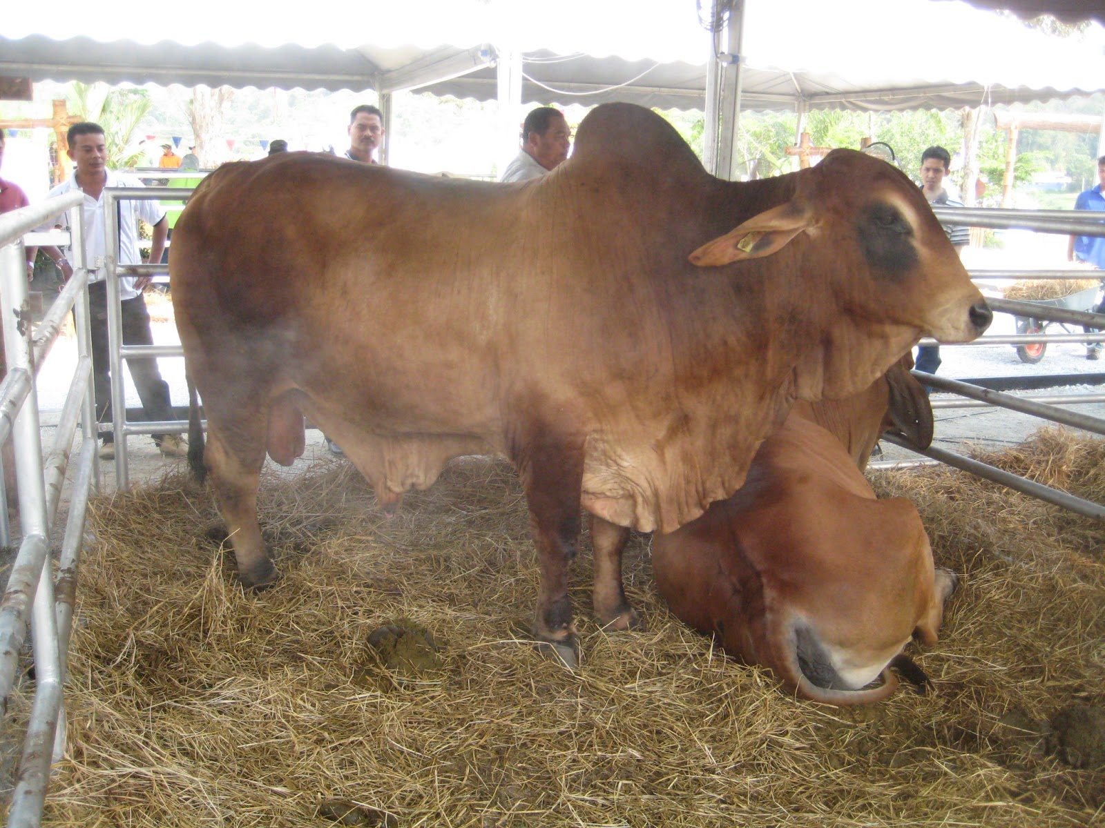 Cattle Breeds