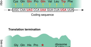 Desafiando a Nomenklatura Científica: Organismos com códigos genéticos ...