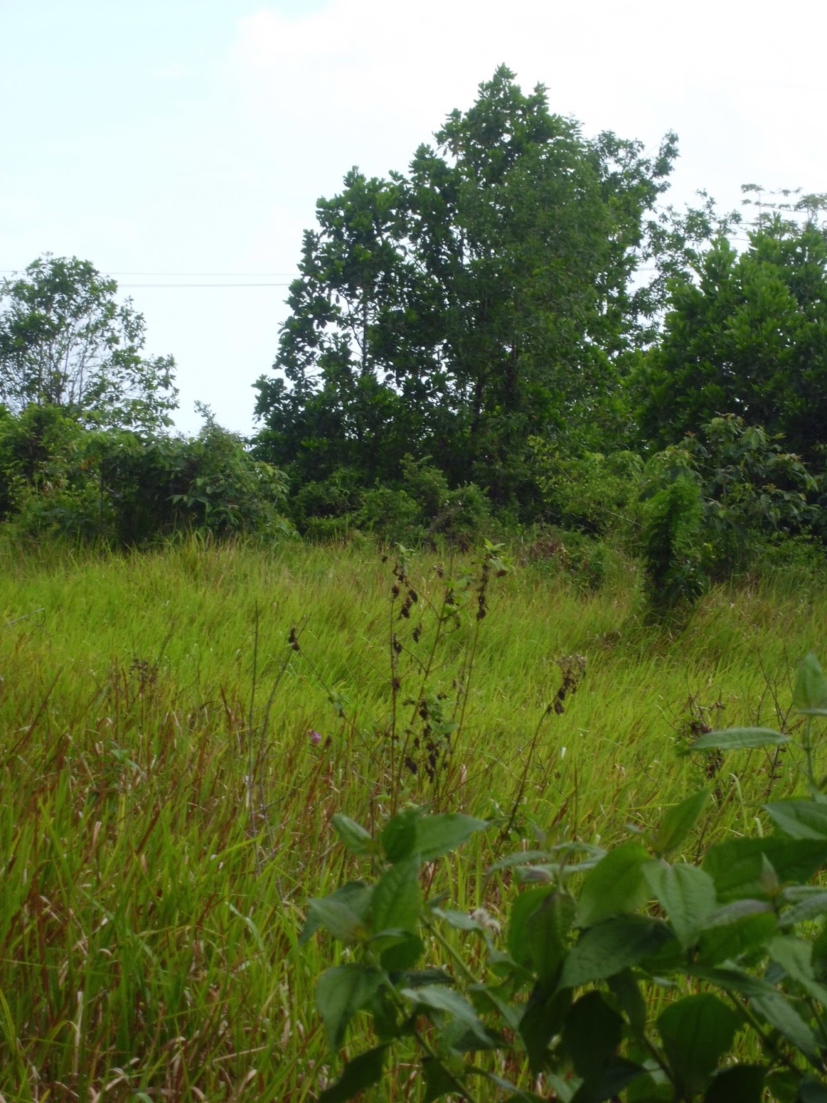Stock Photo Jos: Keindahan Pepohonan di Siang Hari