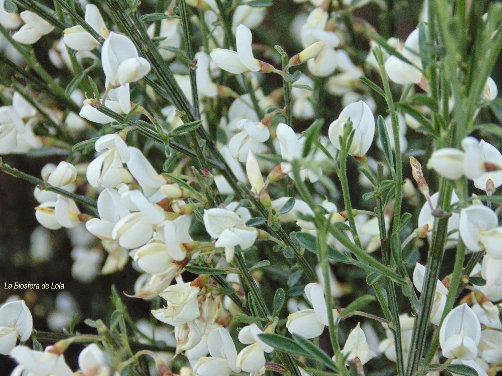 LA BIOSFERA DE LOLA: CYTISUS MULTIFLORUS...
