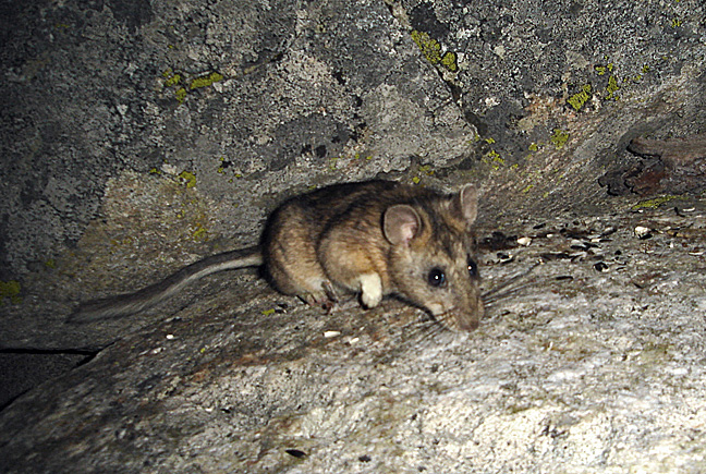 Camera Trap Codger: 2012