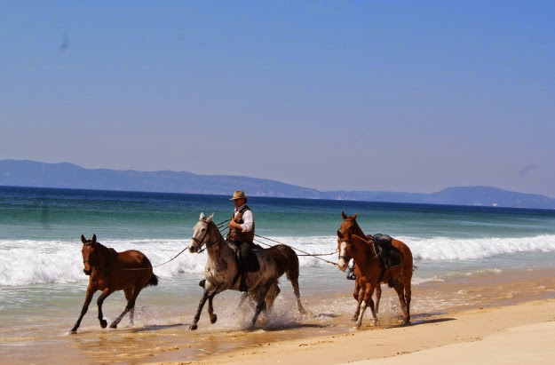 abc Travel: HORSES RIDING IN THE SAND TOUR