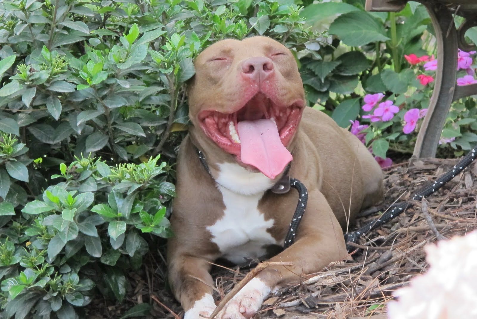 Scary Dog Breeds - Dog Training Home | Dog Types