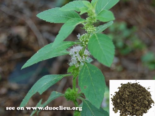 Mentha (Bohe)-Mentha haplocalyx-Herba Menthae