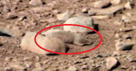 A Strong Dose of Vitamin Fred: Mammals from Mars.