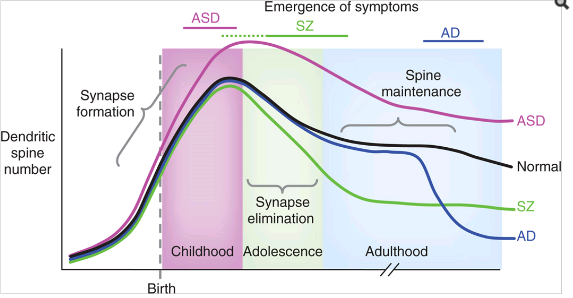 Epiphany: Autism, Power Outages and the Starving Brain?