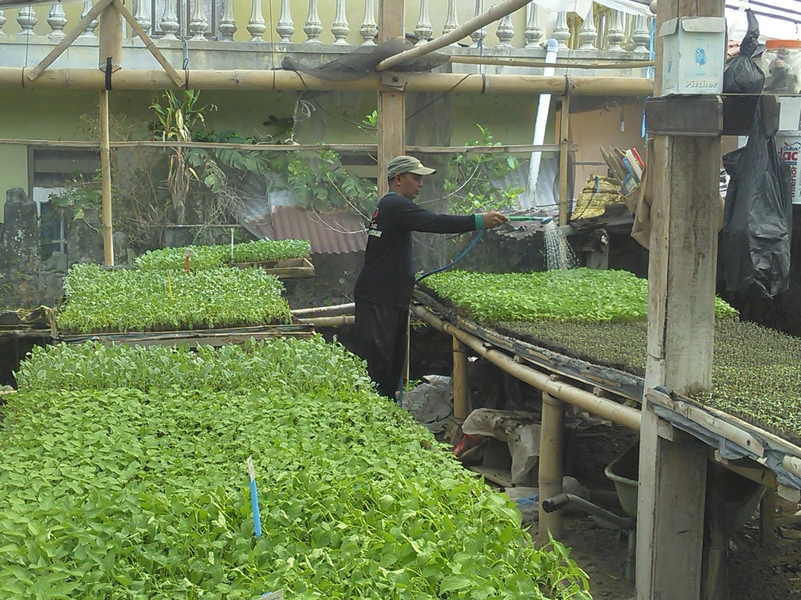 Pembibitan Dapat Menggunakan Media Tanam Berupa - Perumperindo.co.id