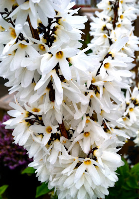 garden at heart: Plant Profile: White Forsythia