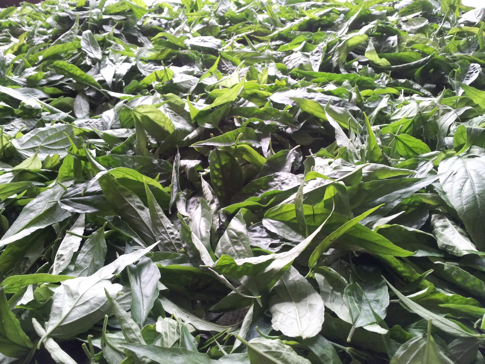 Sabah Snake Grass SSG: Photo Gallery - SSG