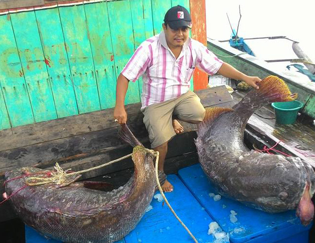 Nelayan Gunungsitoli Berhasil Tangkap 2 Ekor Ikan Raksasa | Metro Online