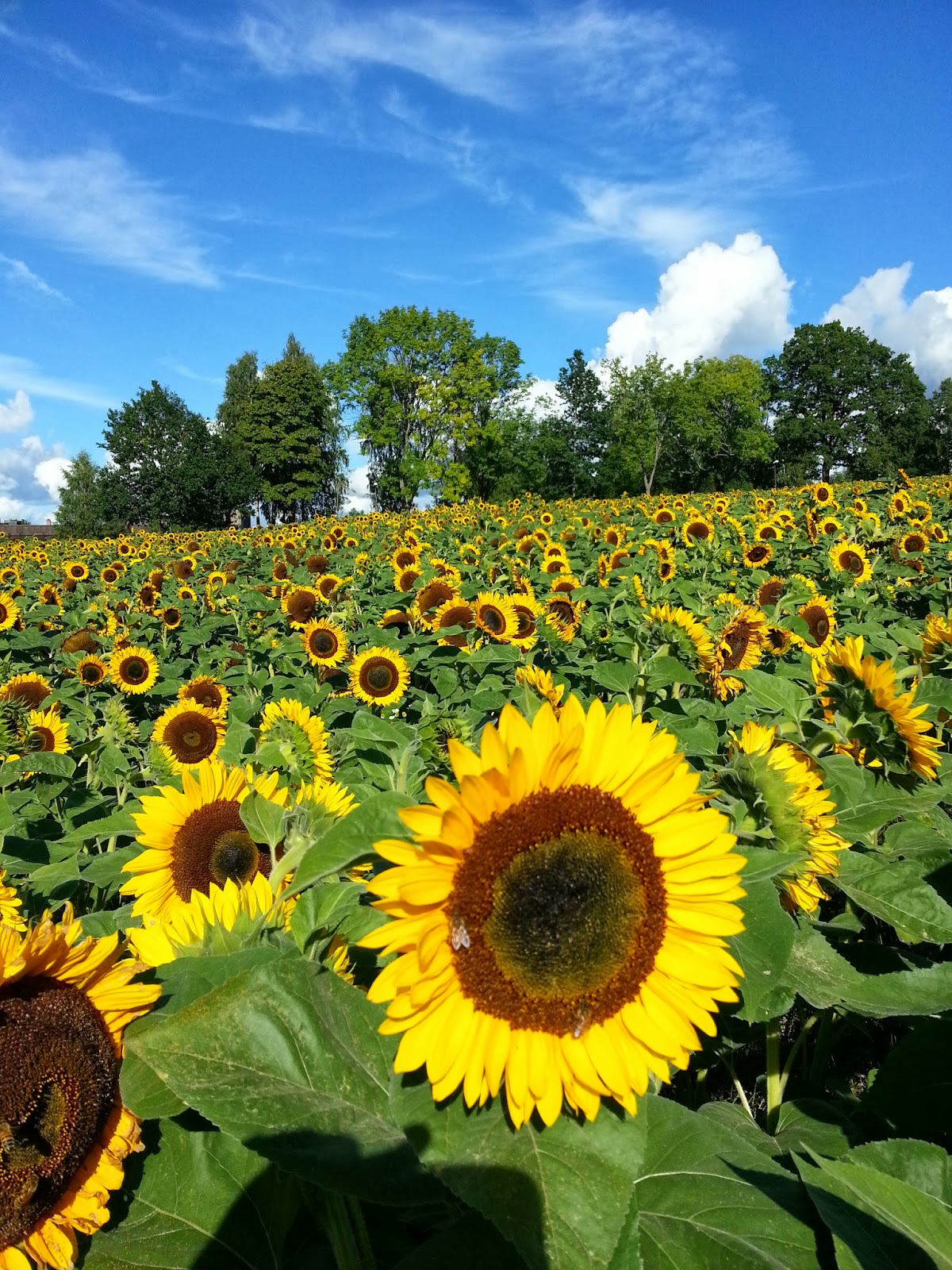 450 000 solrosor | Us-Magazine-skaparrgladje