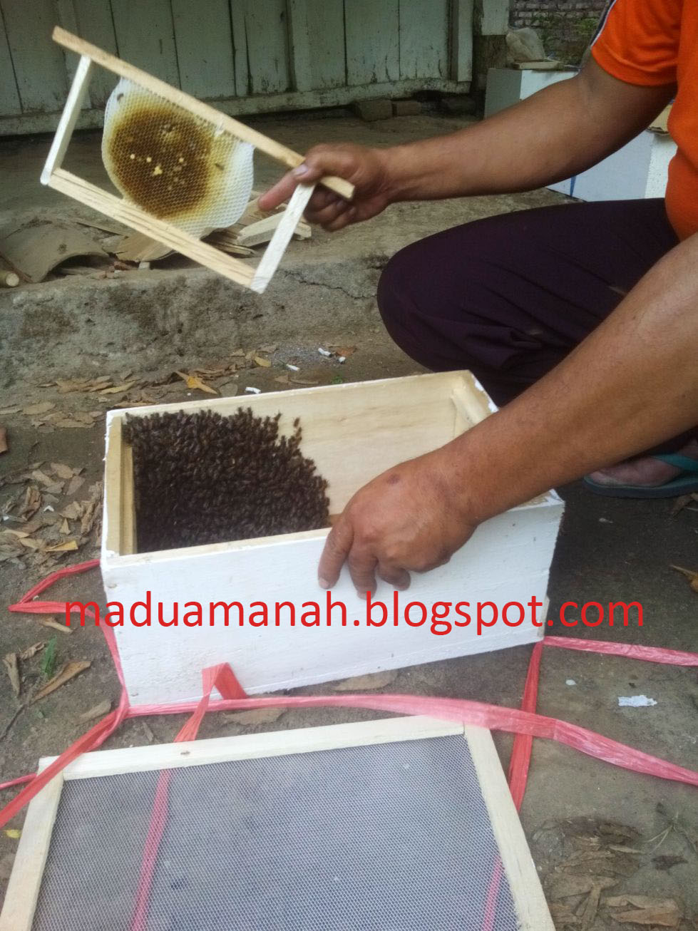 Proses Penangkapan Lebah Apis Cerana/ Tawon doan/ Tawon Lokal - Madu ...