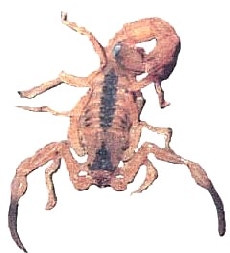 Escorpião-do-Nordeste (Tityus stigmurus)