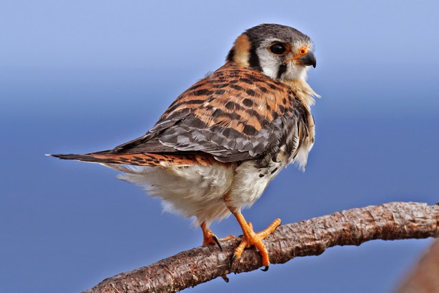 Rotherhithe & Beyond: Birds on St. Lucia