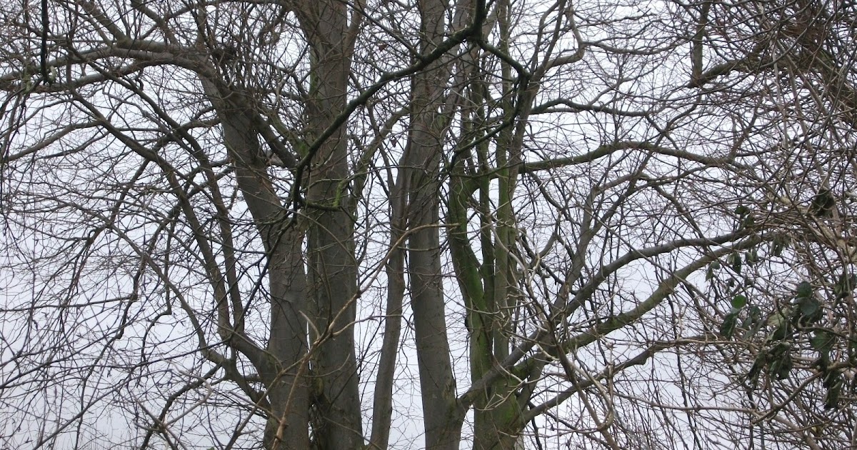 Trees On The Boundary