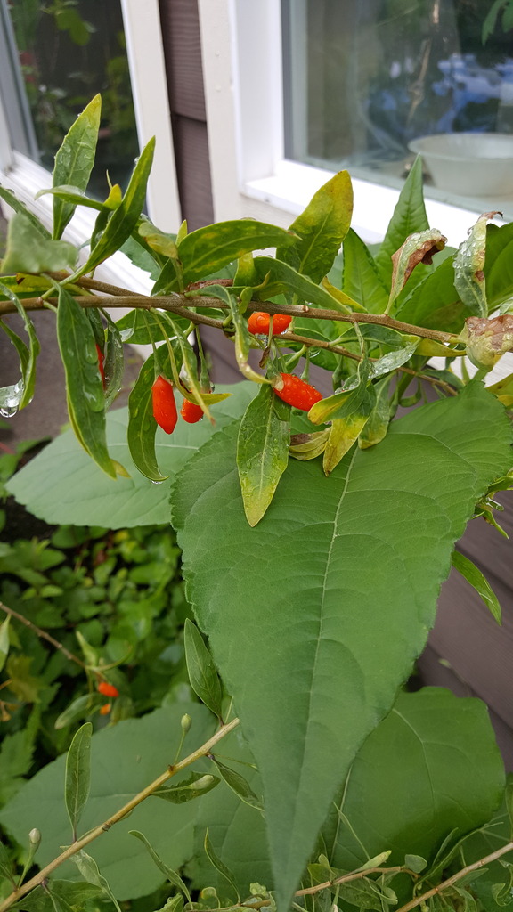 Seattle Garden & Fruit Adventures: 2016 Goji Berries - Great in Seattle ...