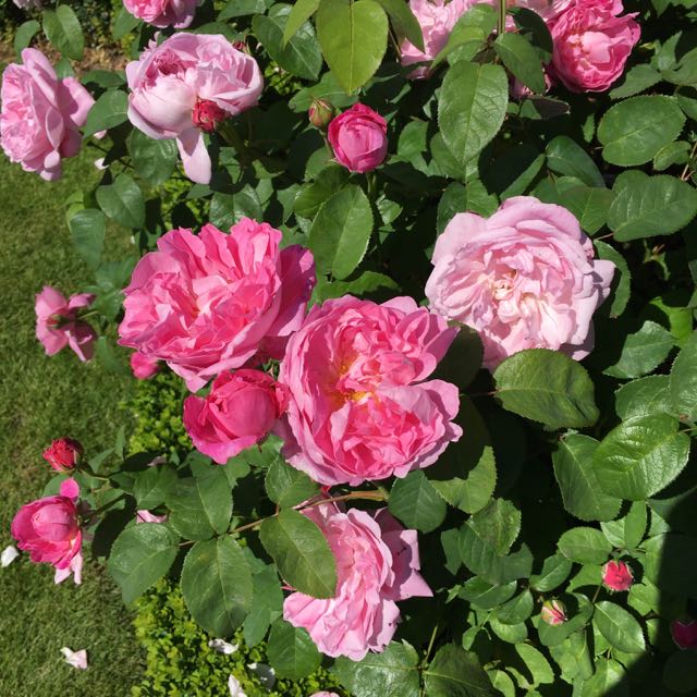 The rosary of David Austin.