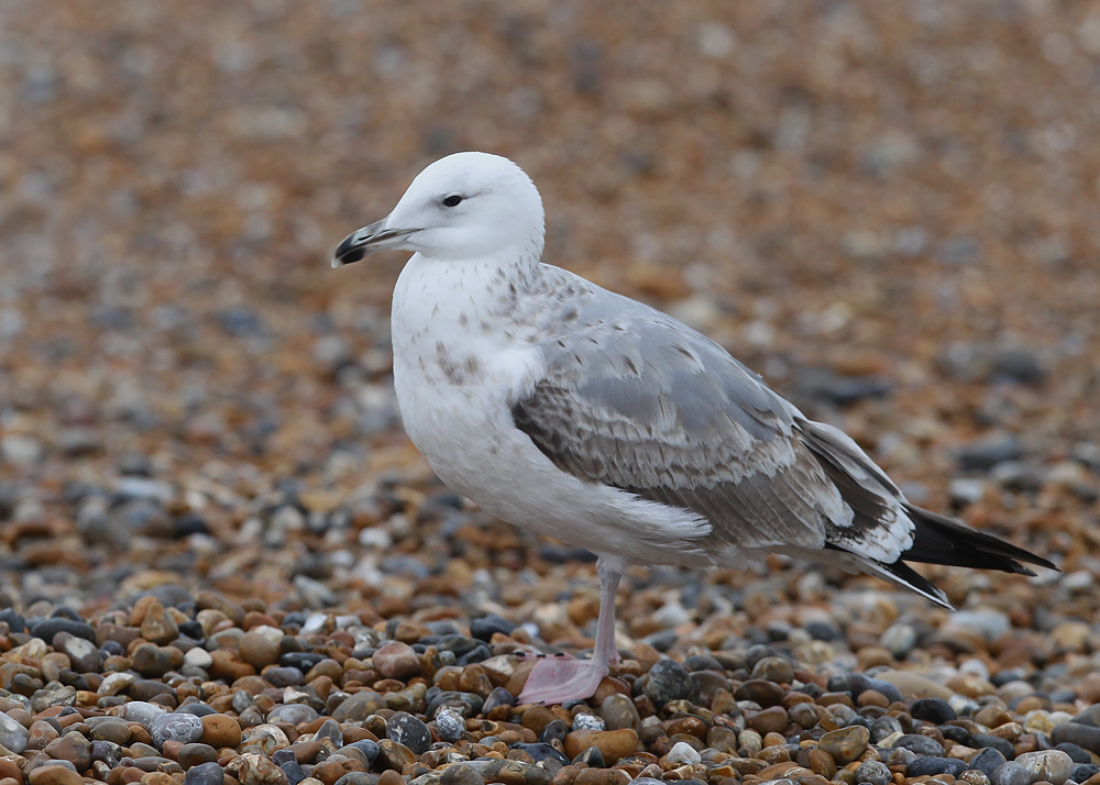 Richard Smith - Birdwatching Days Out: 2x CASPIAN GULL, 1st winter ...