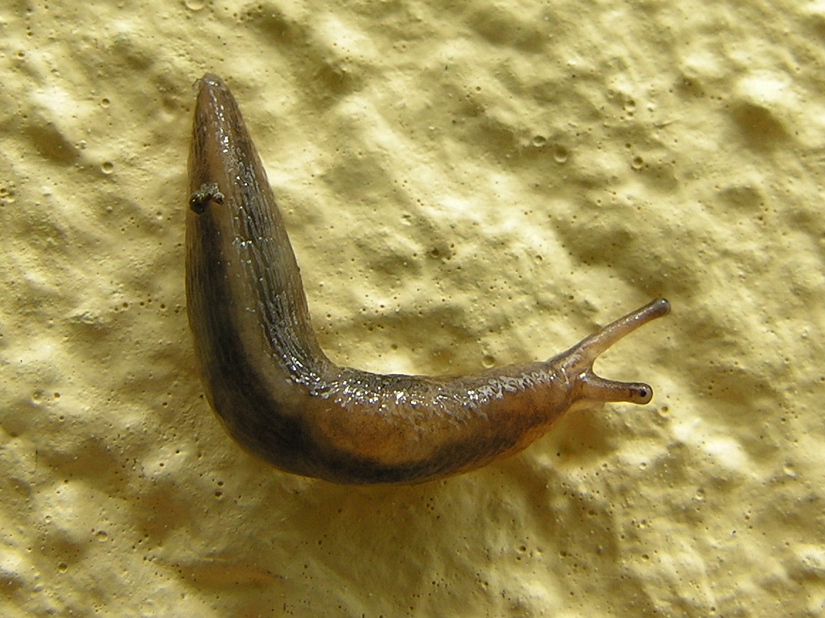 Por que o sal derrete as lesmas? | T-Dark Side