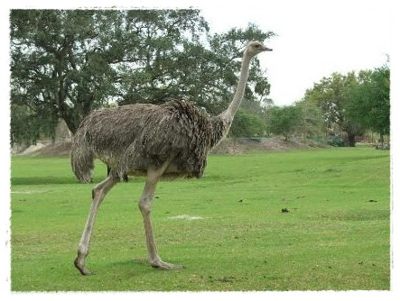 Gambar Burung Unta | Dunia Binatang